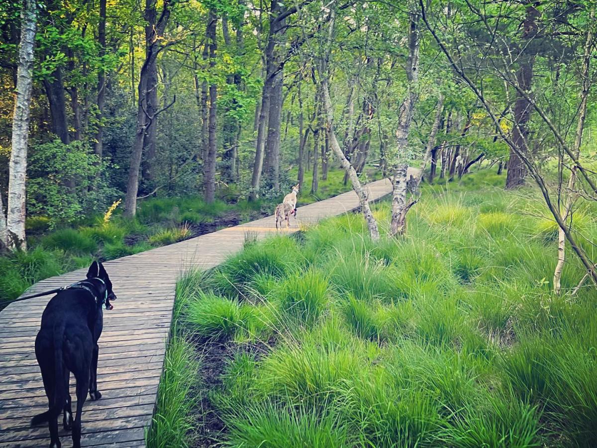 Whitmoor Common – Walks with Rena