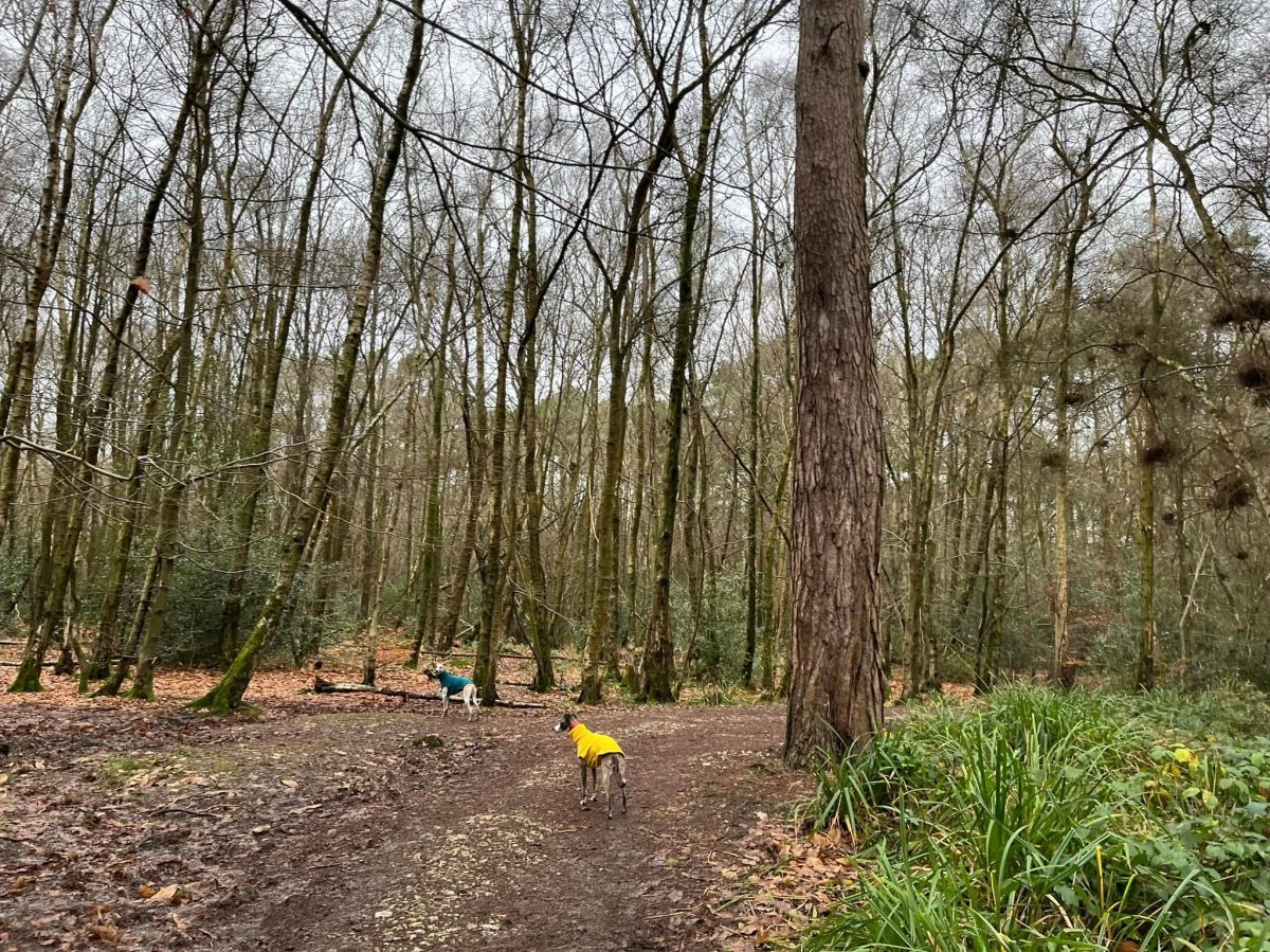 Tilgate Park – Walks with Rena