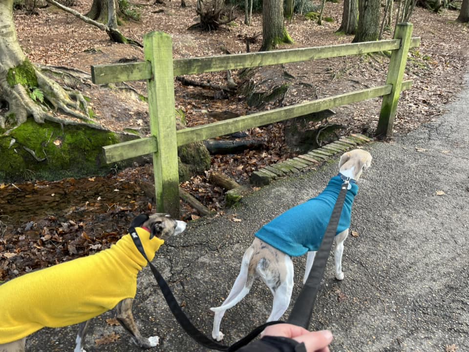 Tilgate Park – Walks with Rena