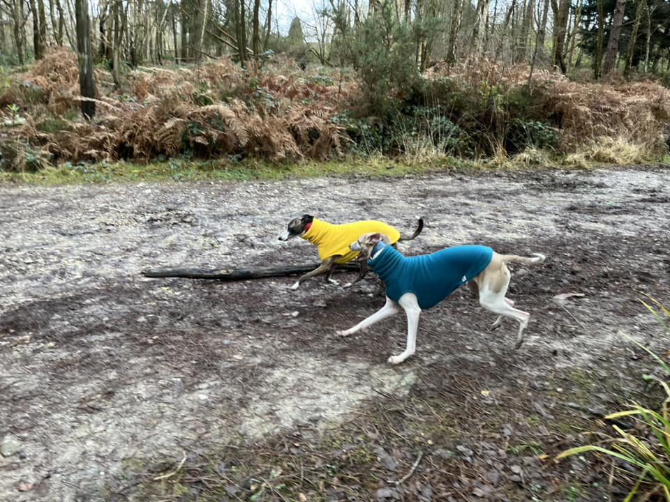 Tilgate Park – Walks with Rena