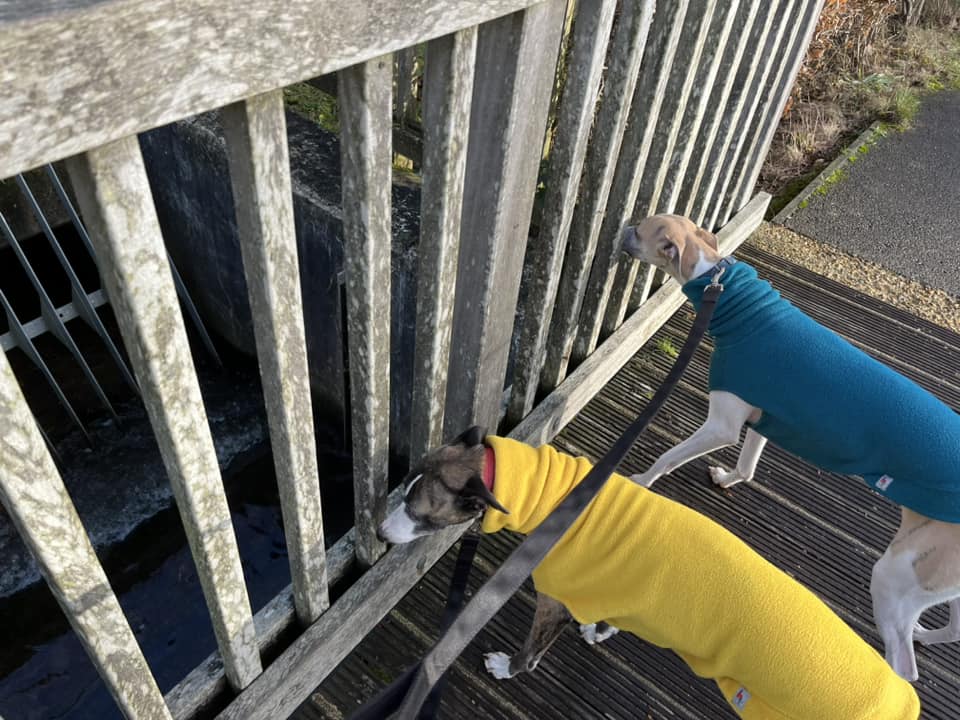 Tilgate Park – Walks with Rena
