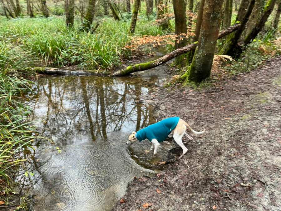Tilgate Park – Walks with Rena