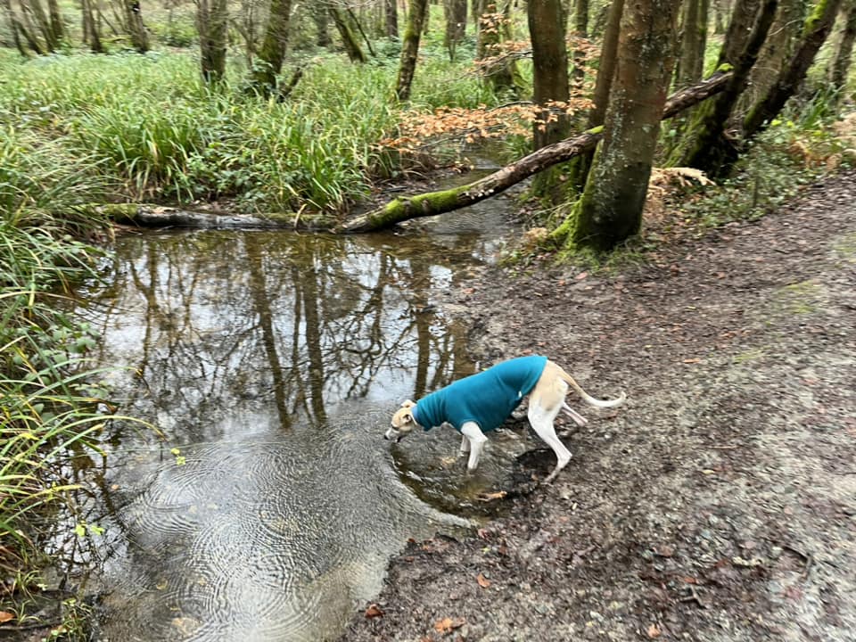 Tilgate Park – Walks with Rena