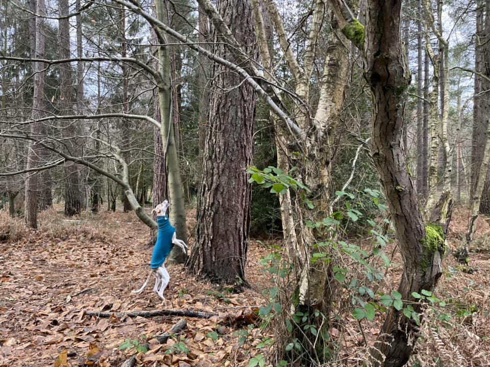 Tilgate Park – Walks with Rena