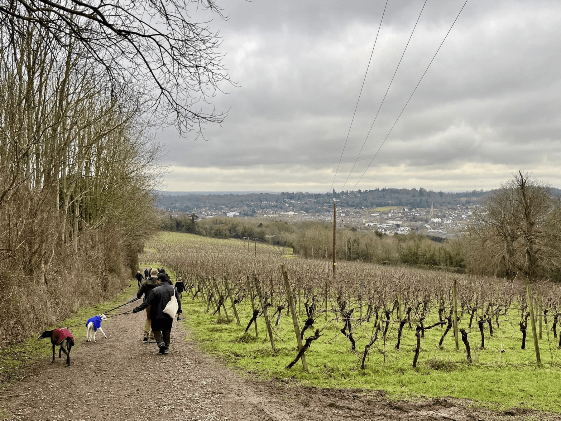 Denbies Wine Estate – Walks with Rena