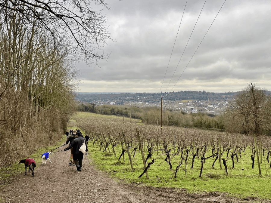 Denbies Wine Estate – Walks with Rena