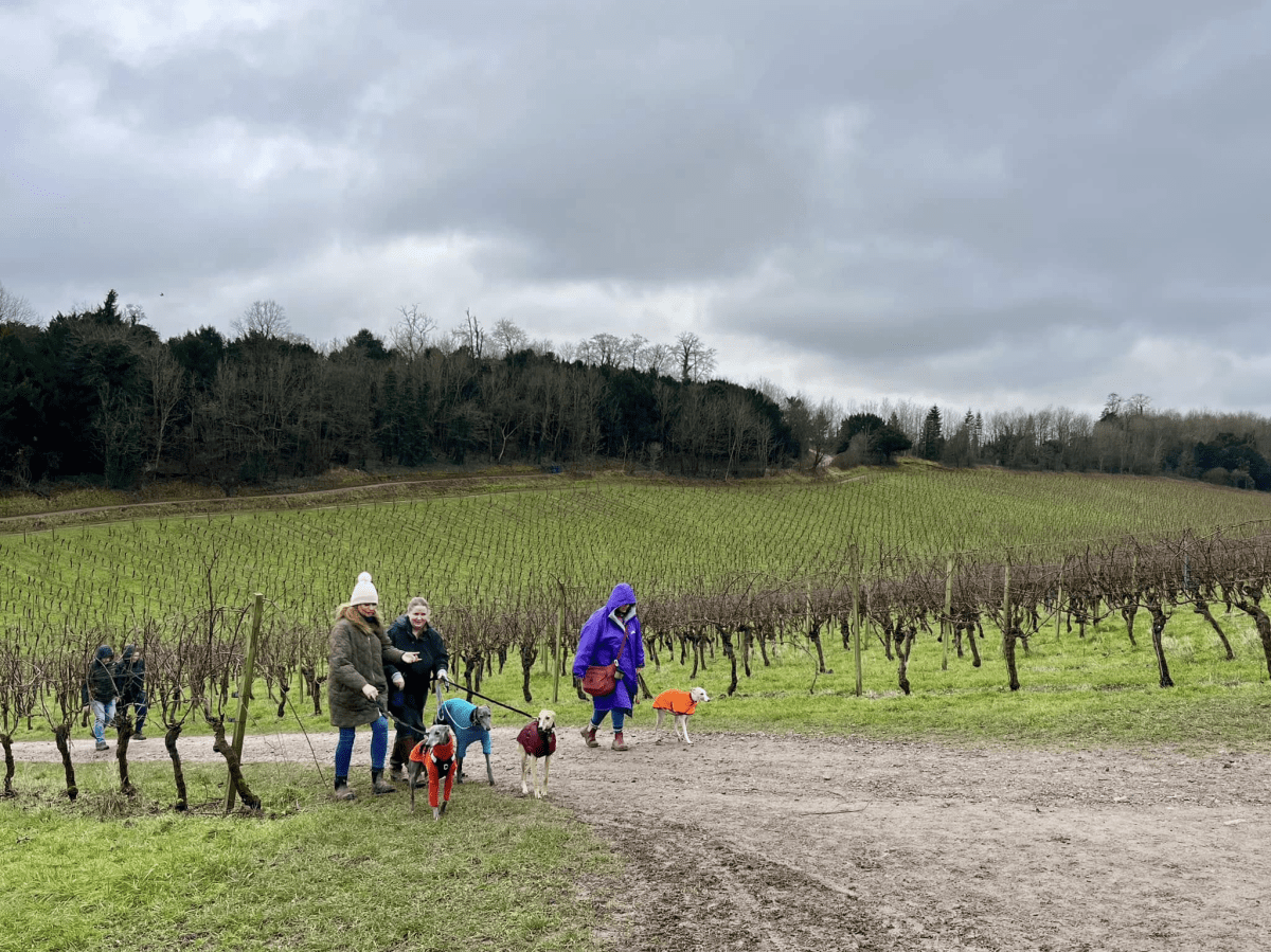 Denbies Wine Estate – Walks with Rena
