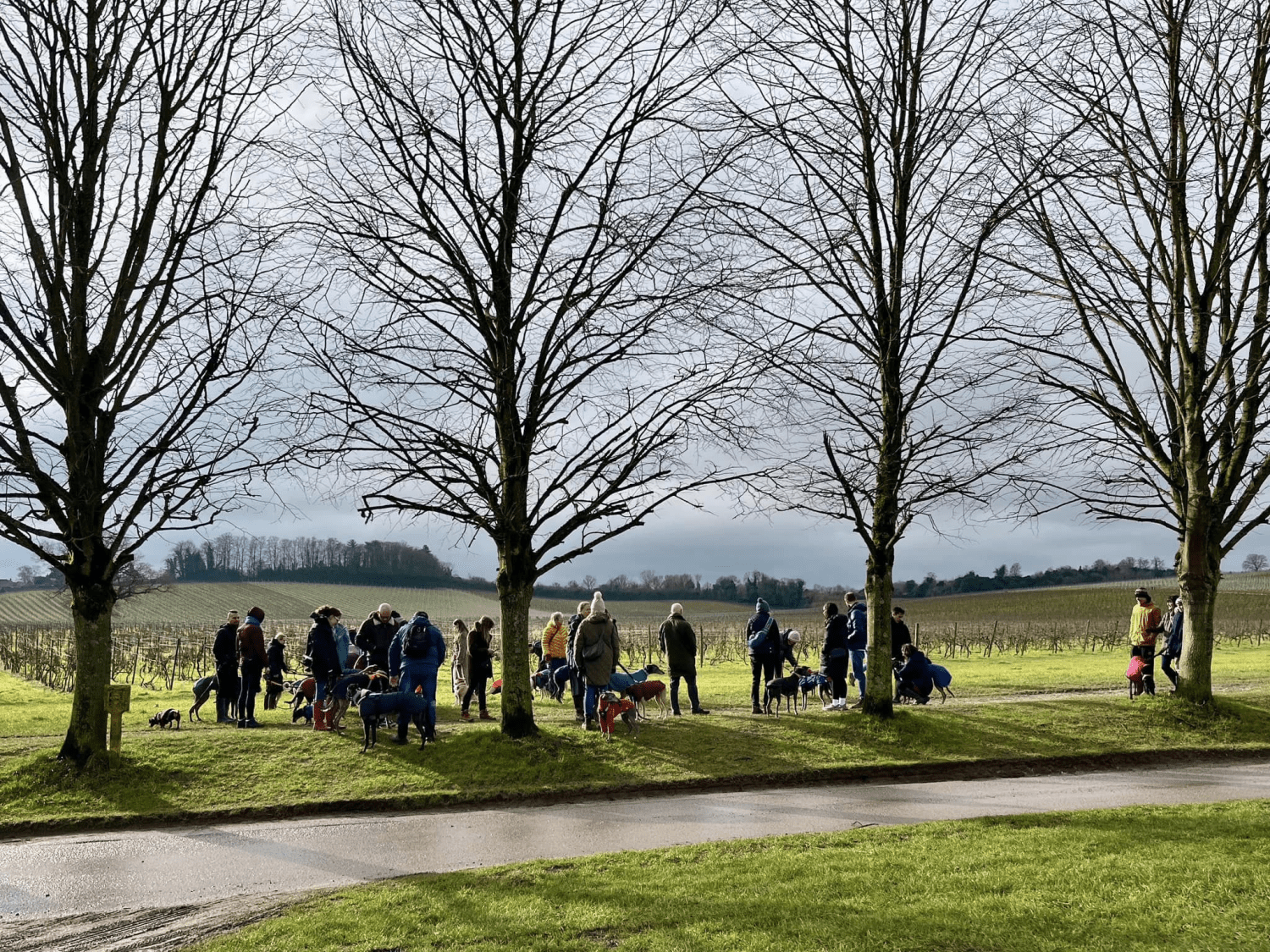 Denbies Wine Estate – Walks with Rena