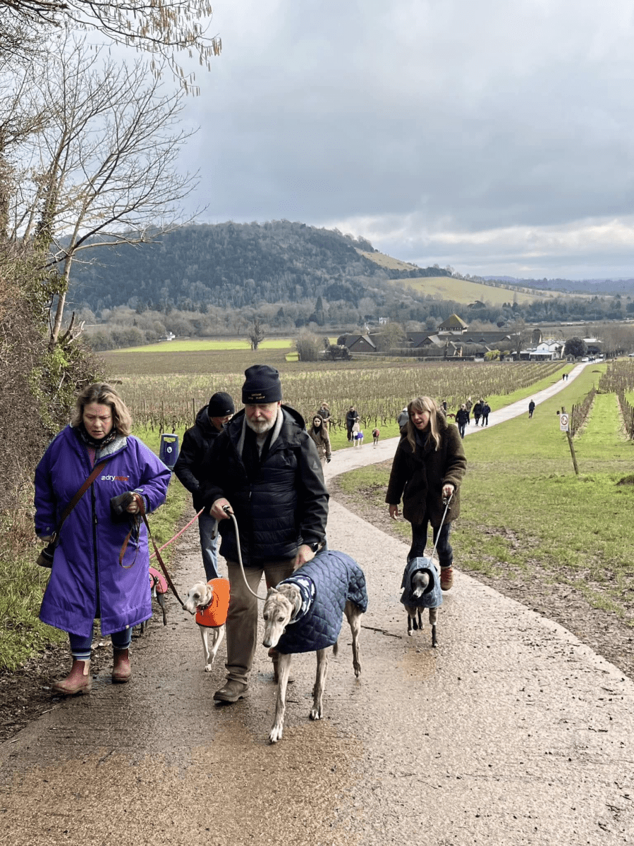Denbies Wine Estate – Walks with Rena