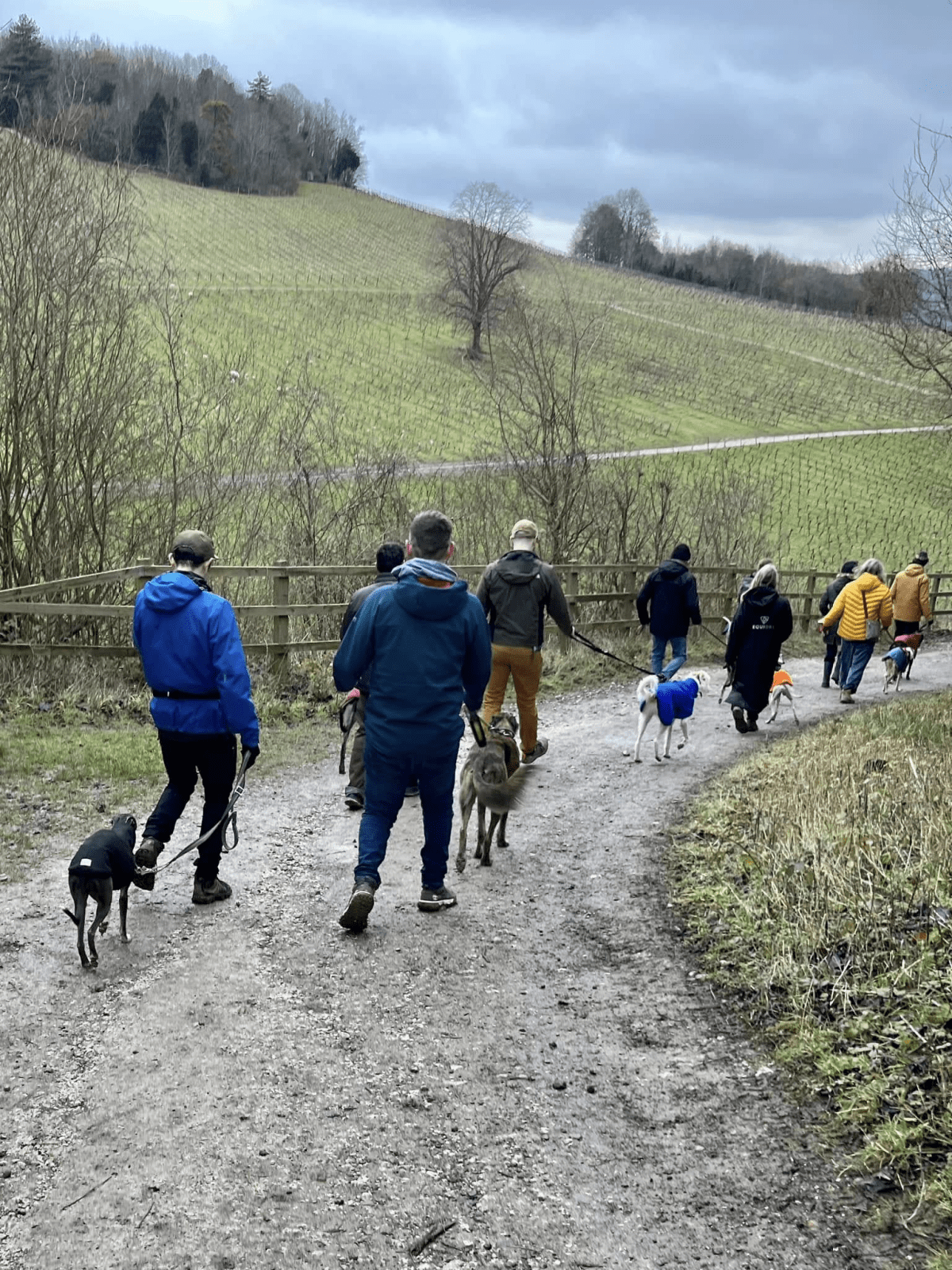 Denbies Wine Estate – Walks with Rena