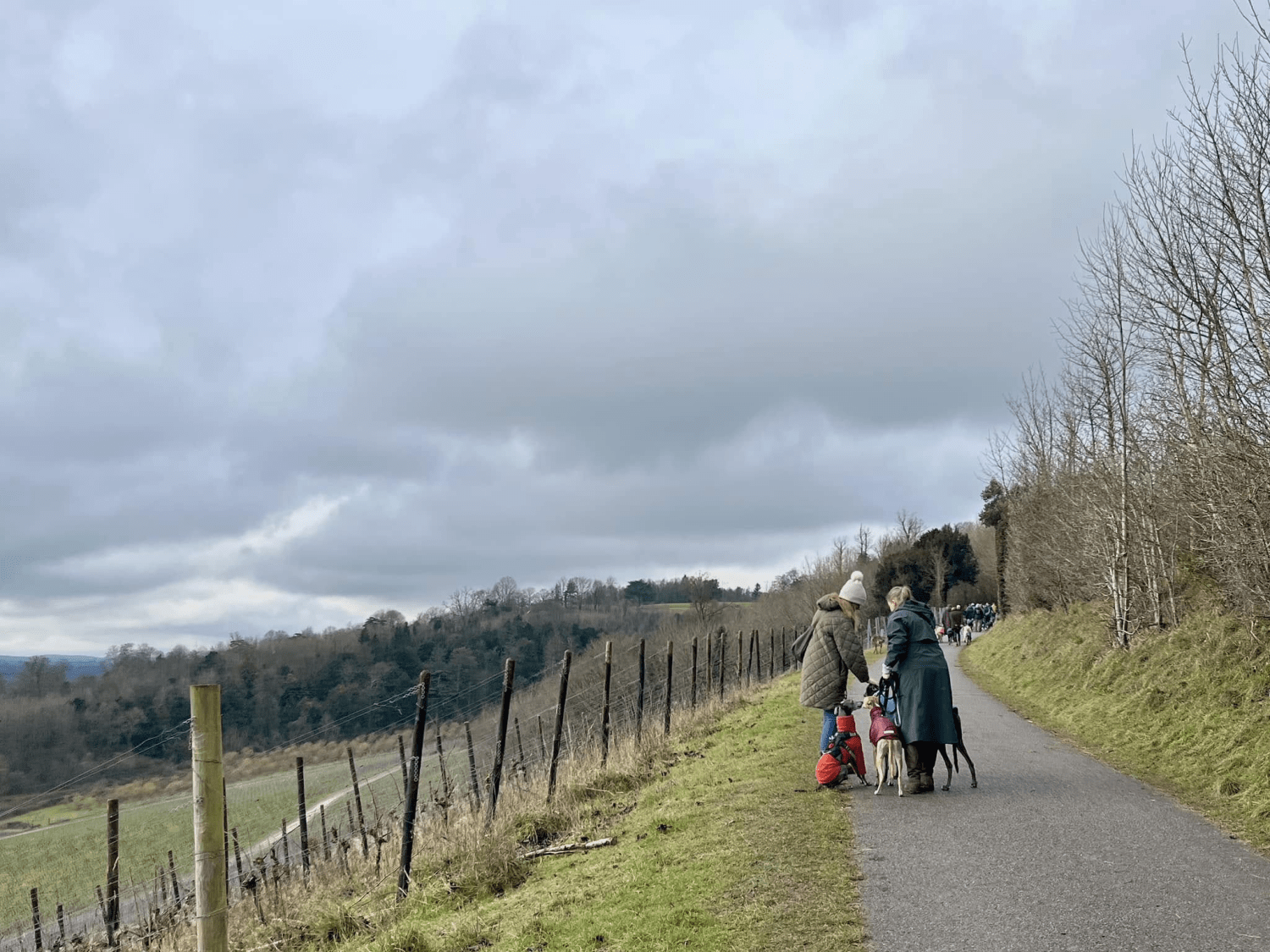 Denbies Wine Estate – Walks with Rena