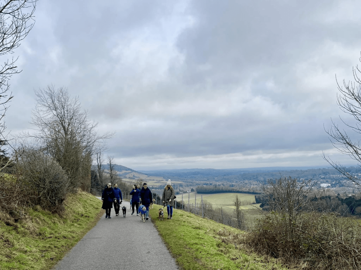 Denbies Wine Estate – Walks with Rena