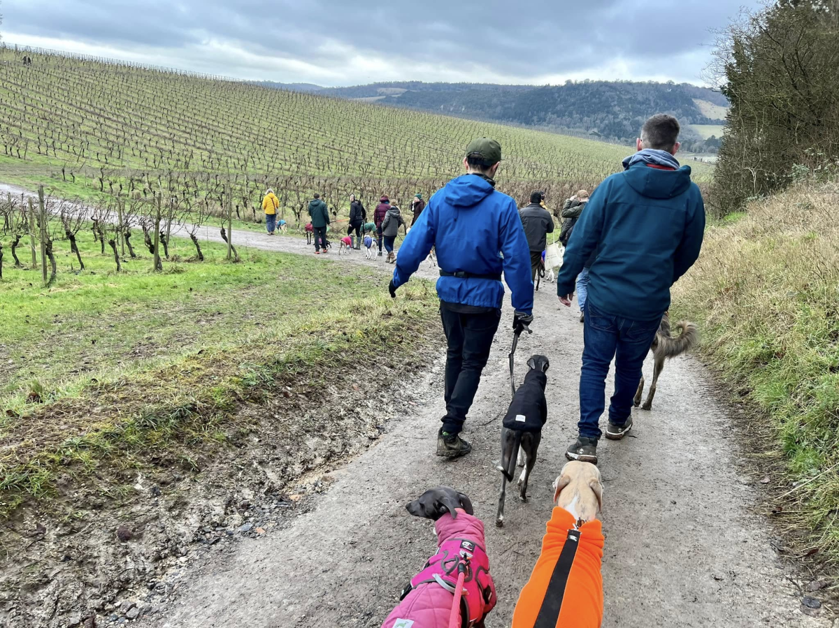 Denbies Wine Estate – Walks with Rena