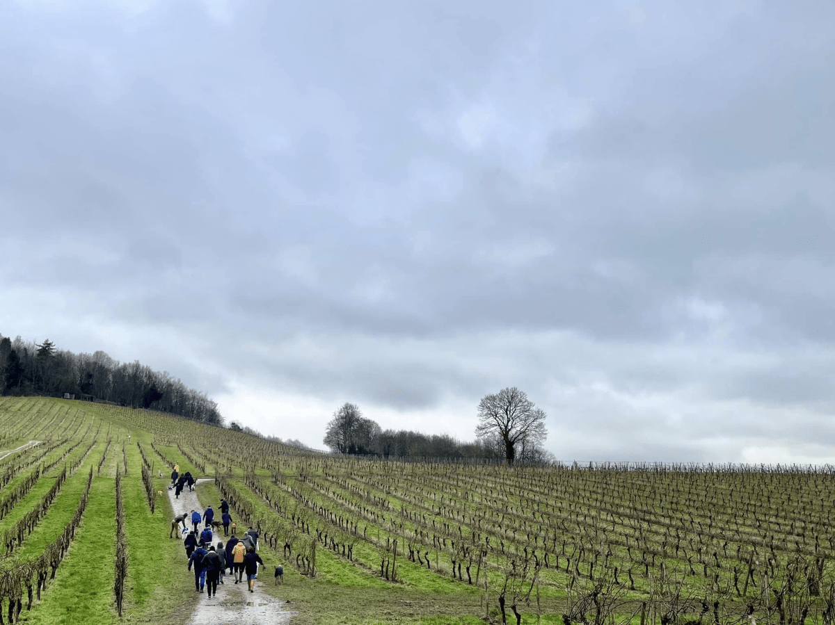 Denbies Wine Estate – Walks with Rena