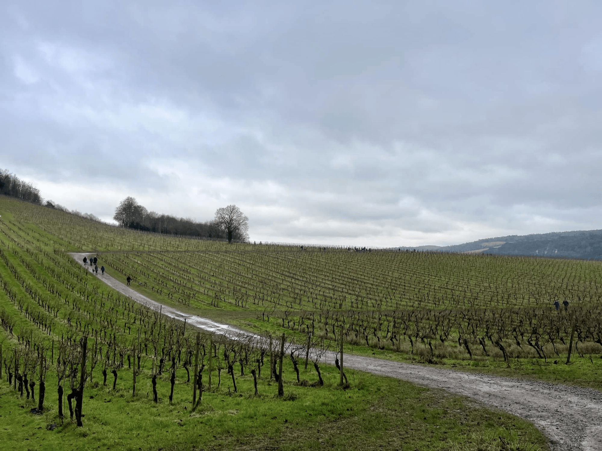 Denbies Wine Estate – Walks with Rena