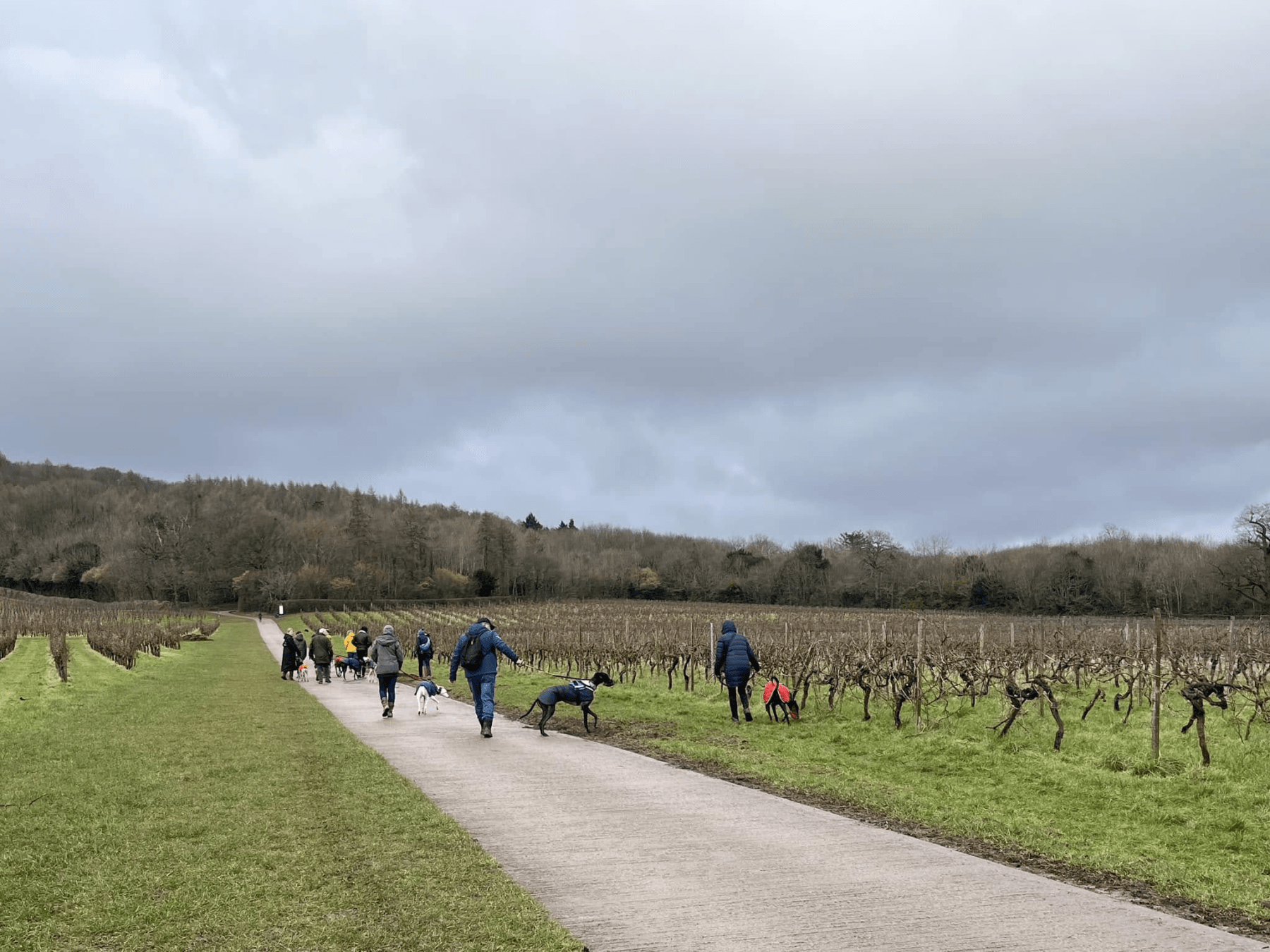 Denbies Wine Estate – Walks with Rena