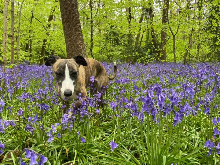 Selsdon Nature Reserve – Walks with Rena