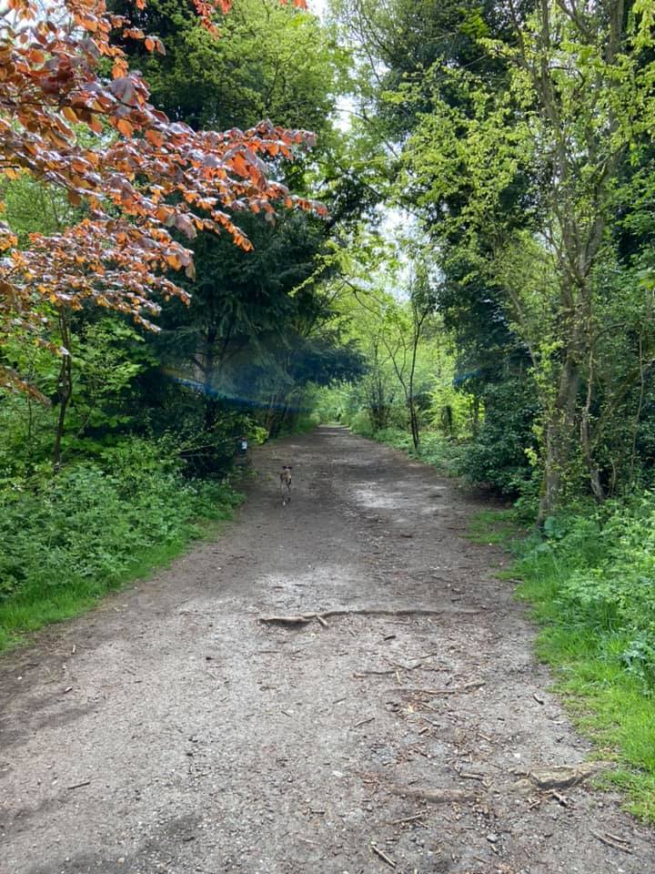 Selsdon Nature Reserve – Walks with Rena