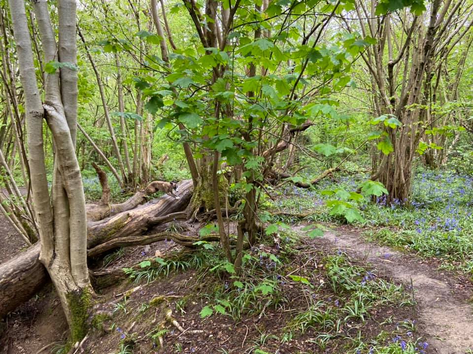 Selsdon Nature Reserve – Walks with Rena