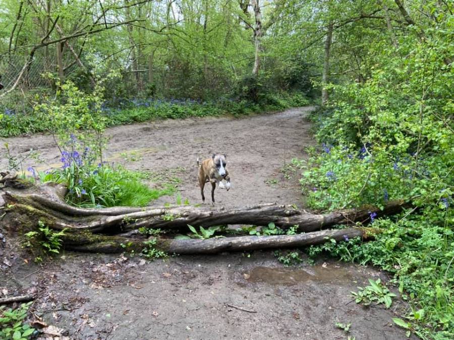 Selsdon Nature Reserve – Walks with Rena