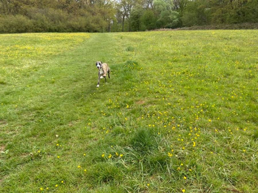 Selsdon Nature Reserve – Walks with Rena
