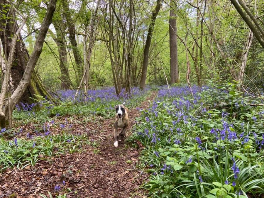 Selsdon Nature Reserve – Walks with Rena