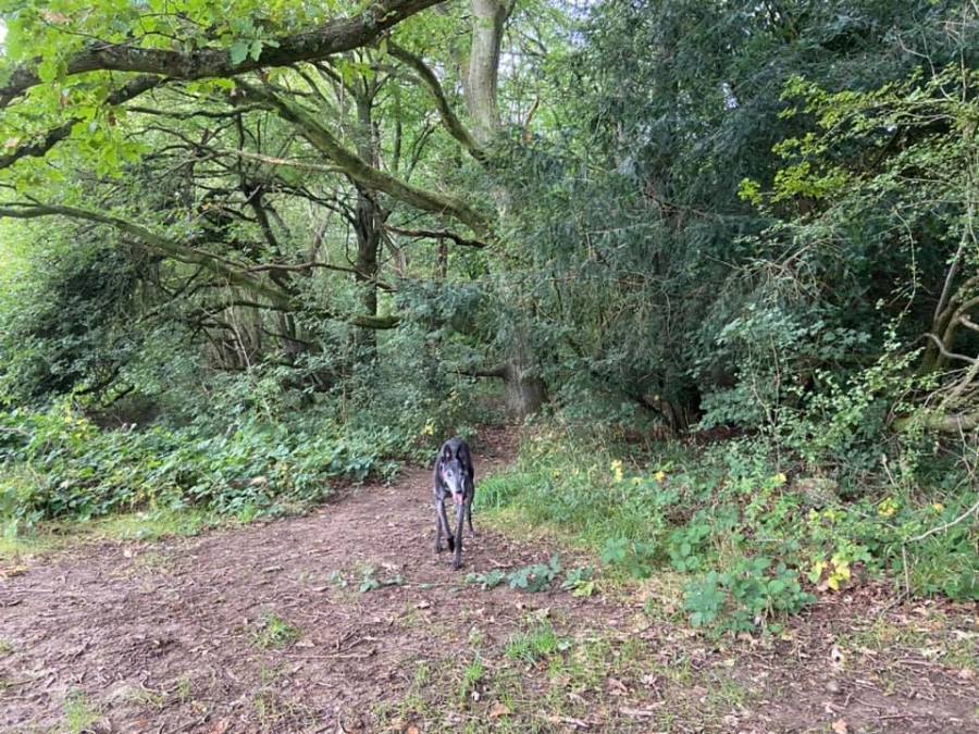 Selsdon Nature Reserve – Walks with Rena