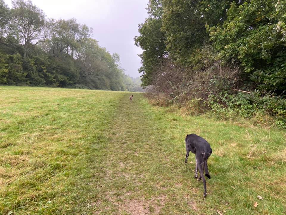 Selsdon Nature Reserve – Walks with Rena