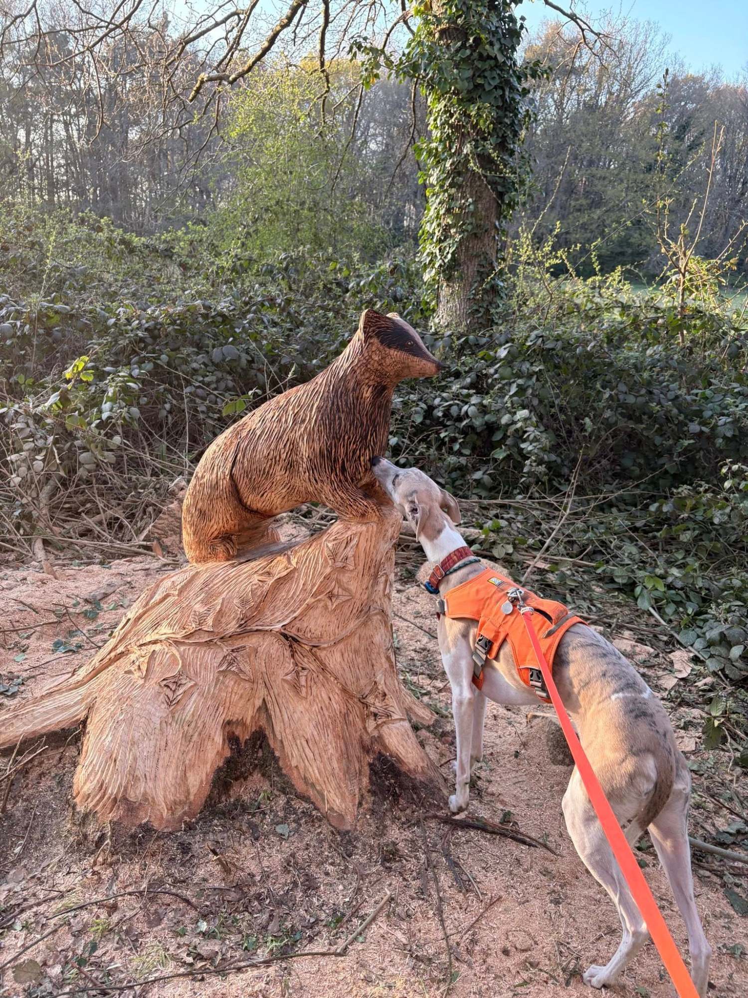 Selsdon Nature Reserve – Walks with Rena