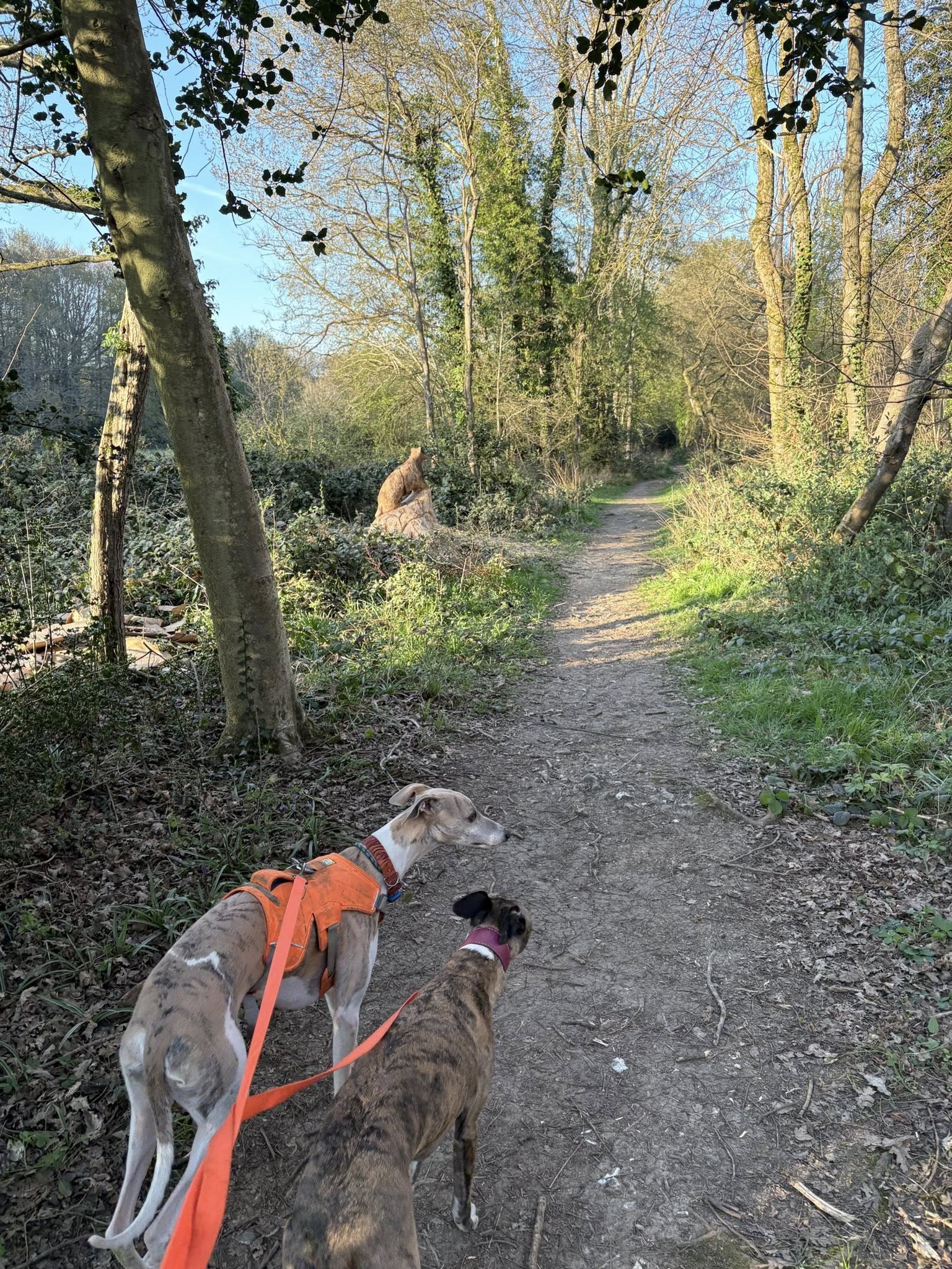Selsdon Nature Reserve – Walks with Rena