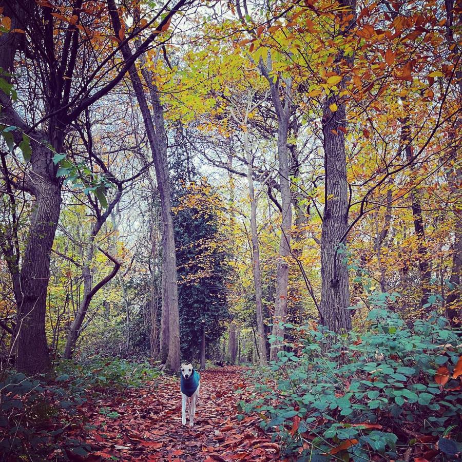 Selsdon Nature Reserve – Walks with Rena