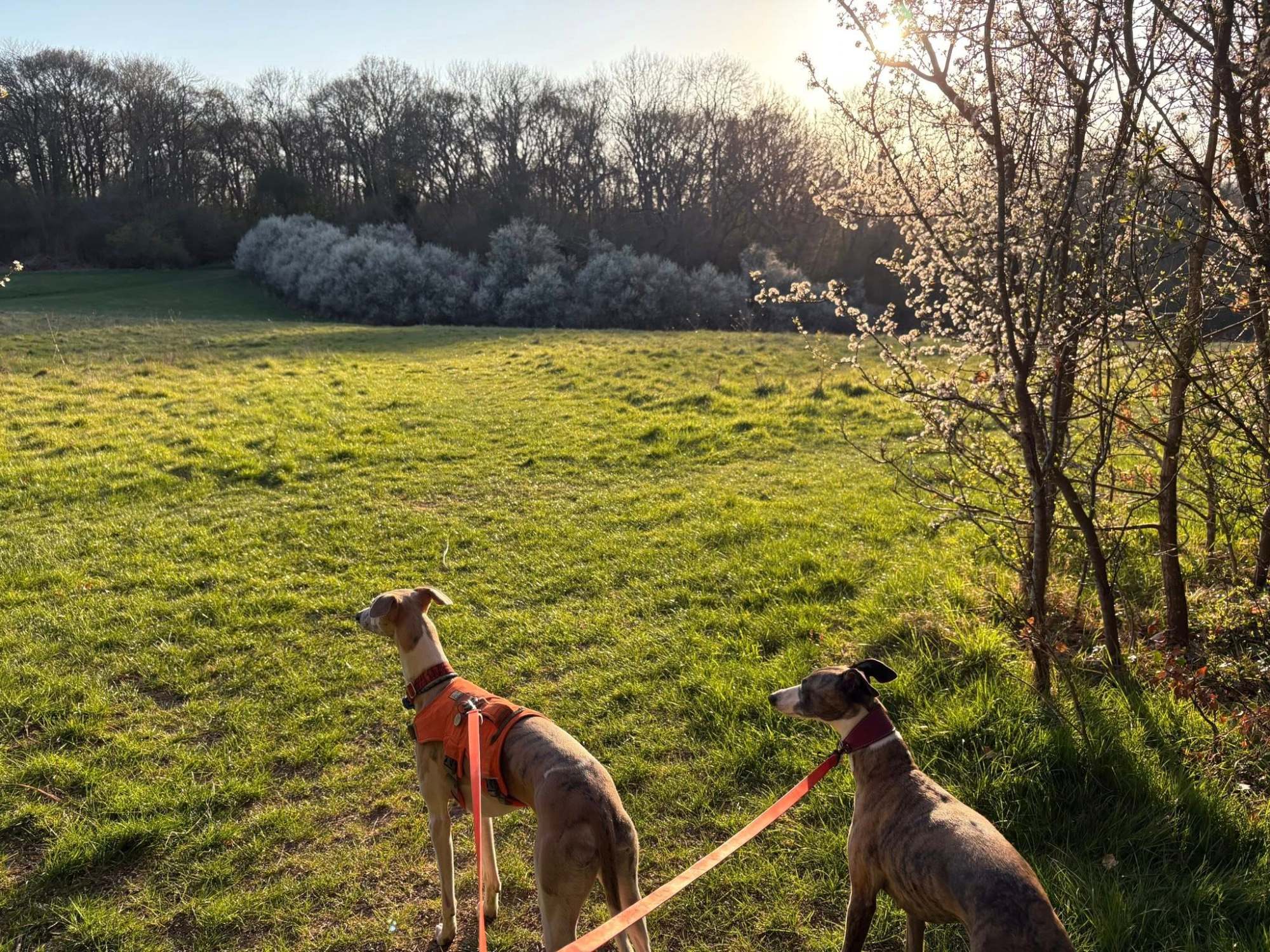 Selsdon Nature Reserve – Walks with Rena