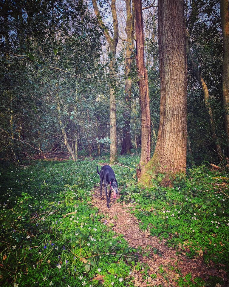 Selsdon Nature Reserve – Walks with Rena